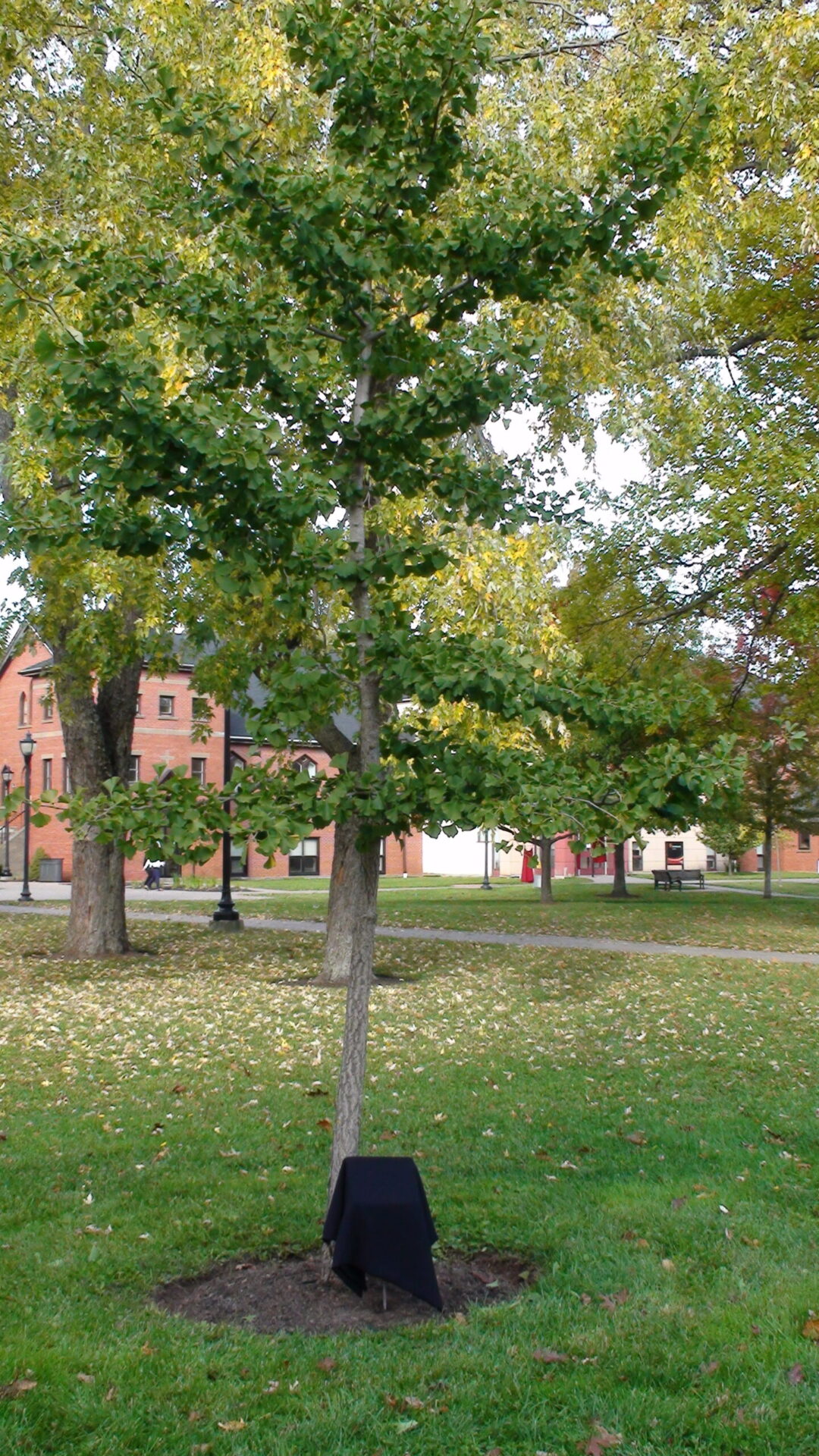 Tree Dedication Ceremony at University of Prince Edward Island ...